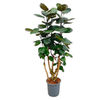 Polyscias Fabian (Aralia) ↑ 130 cm – urbanjngl.com